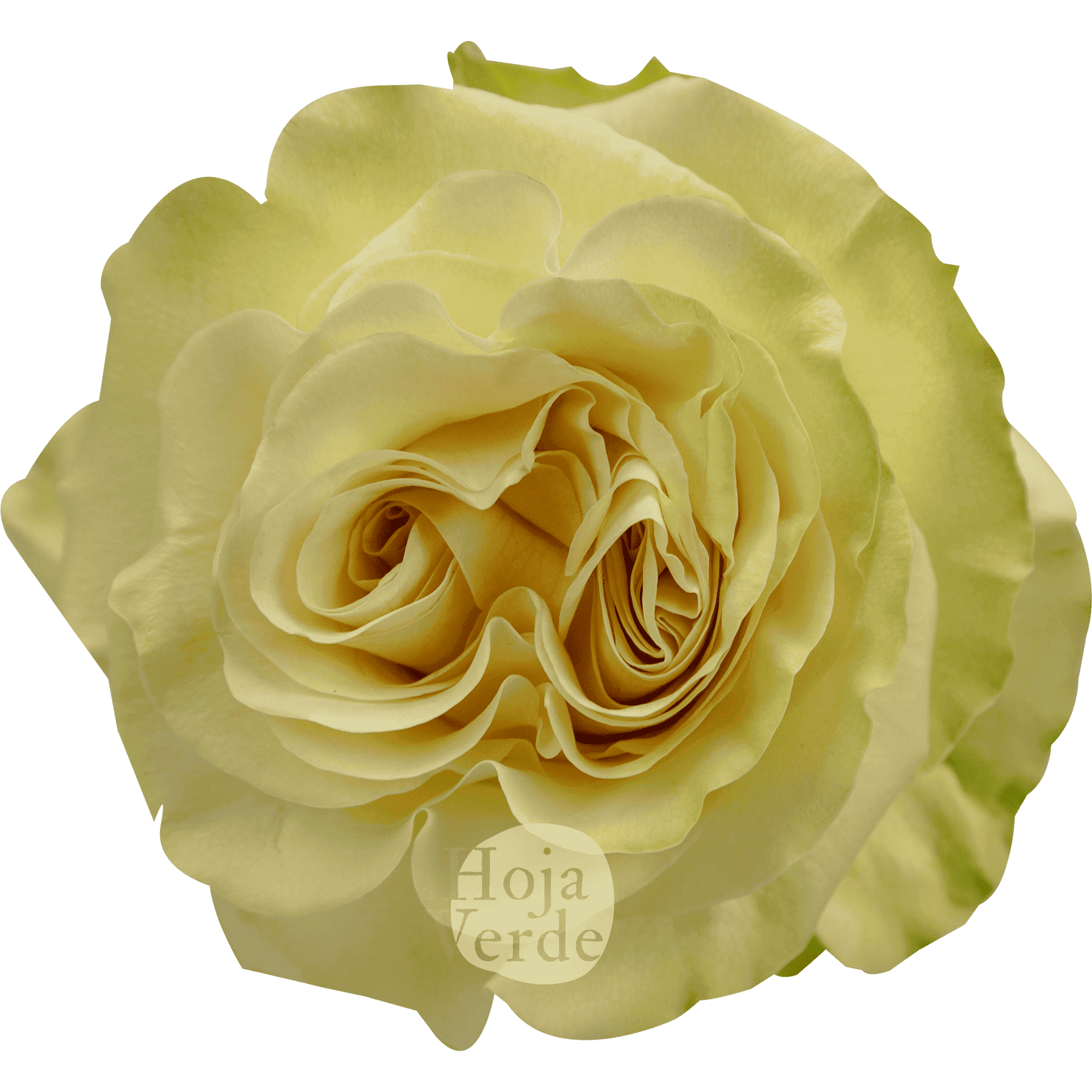 Dynamic - Hoja Verde | A remarkable focus that lasts