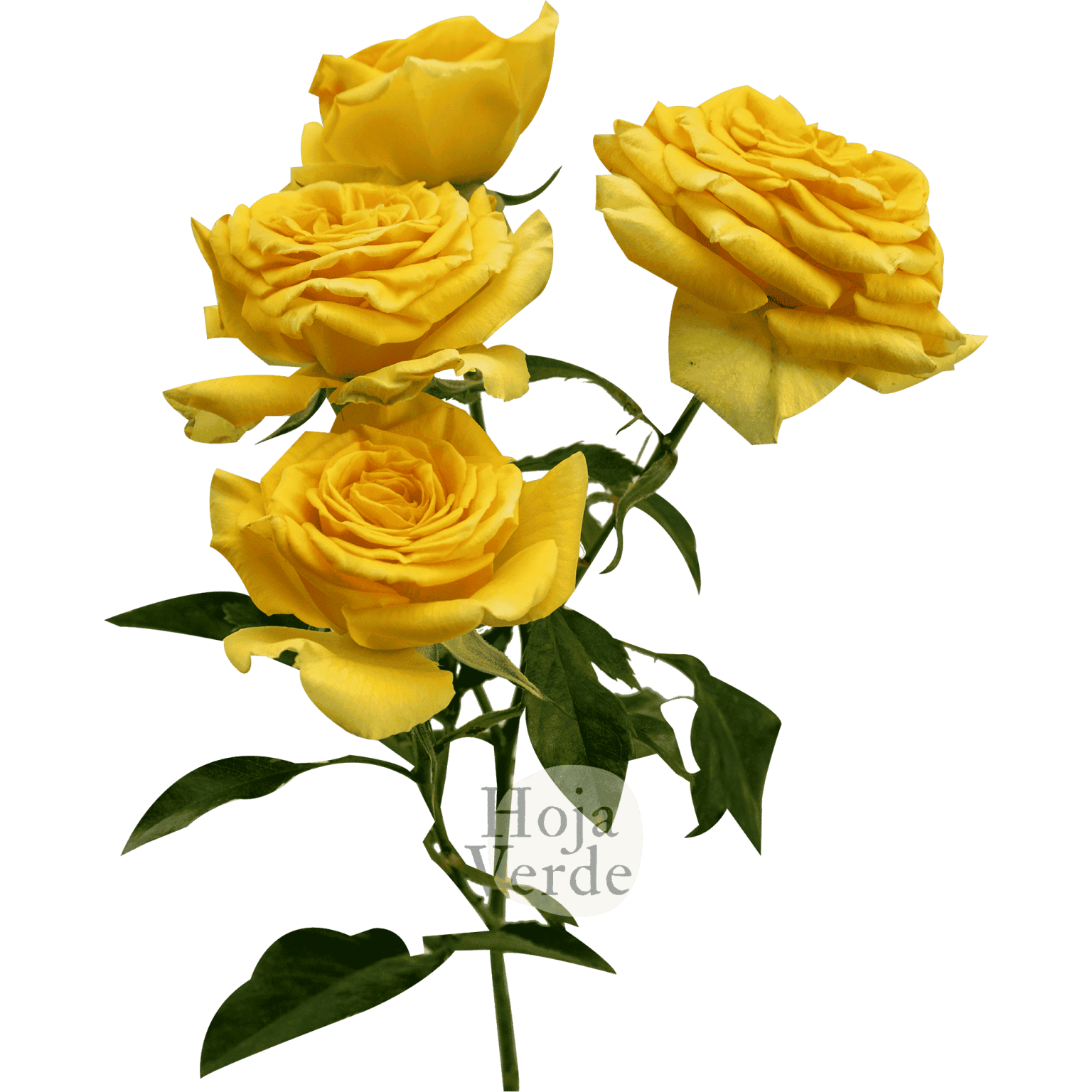 Spray Roses - Hoja Verde | A remarkable focus that lasts