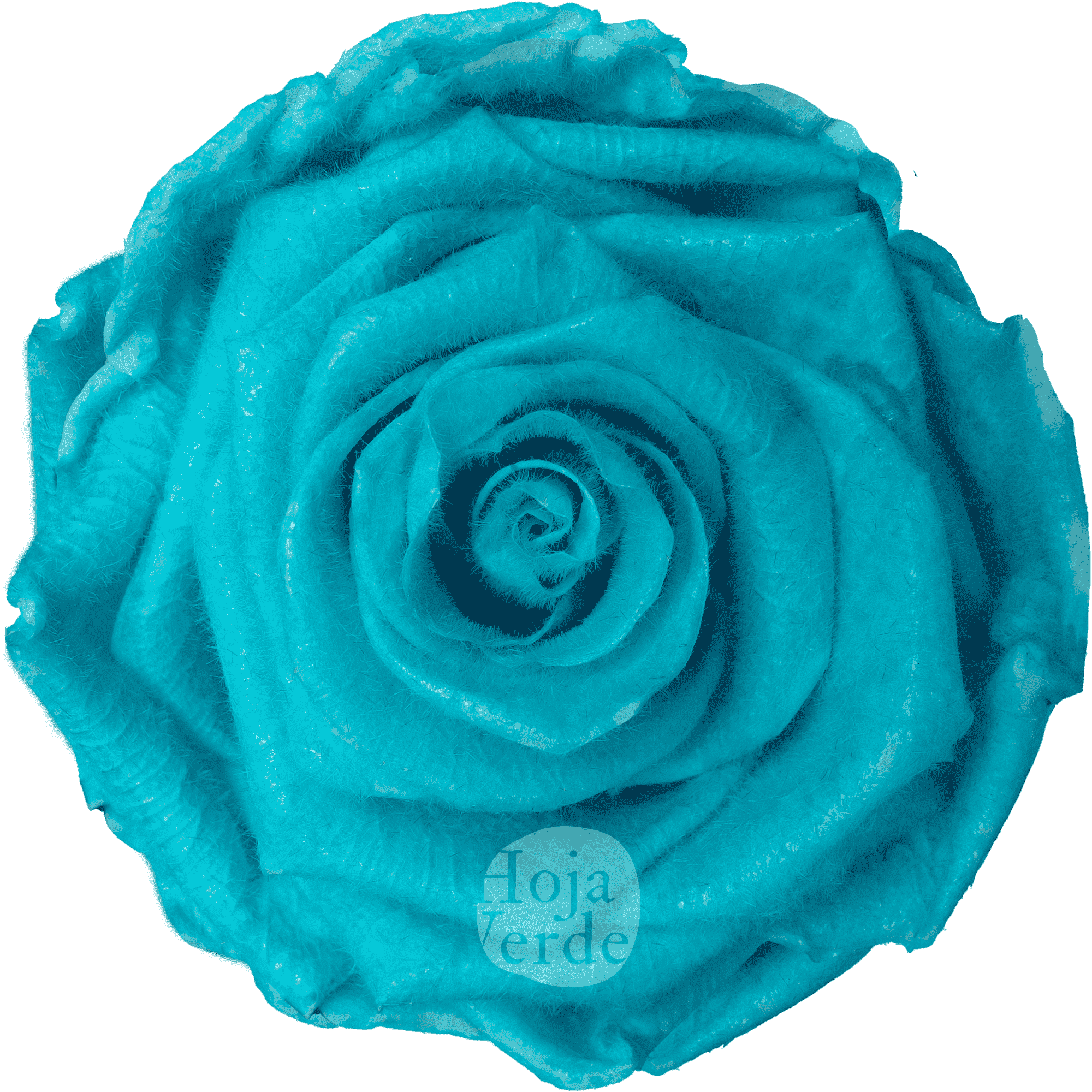 Teddy Cyan - Hoja Verde | A remarkable focus that lasts