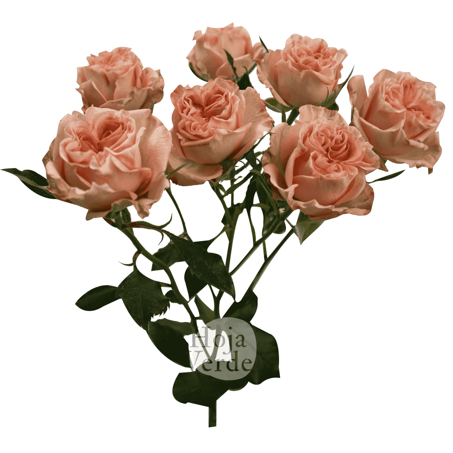 Spray Roses - Hoja Verde | A remarkable focus that lasts