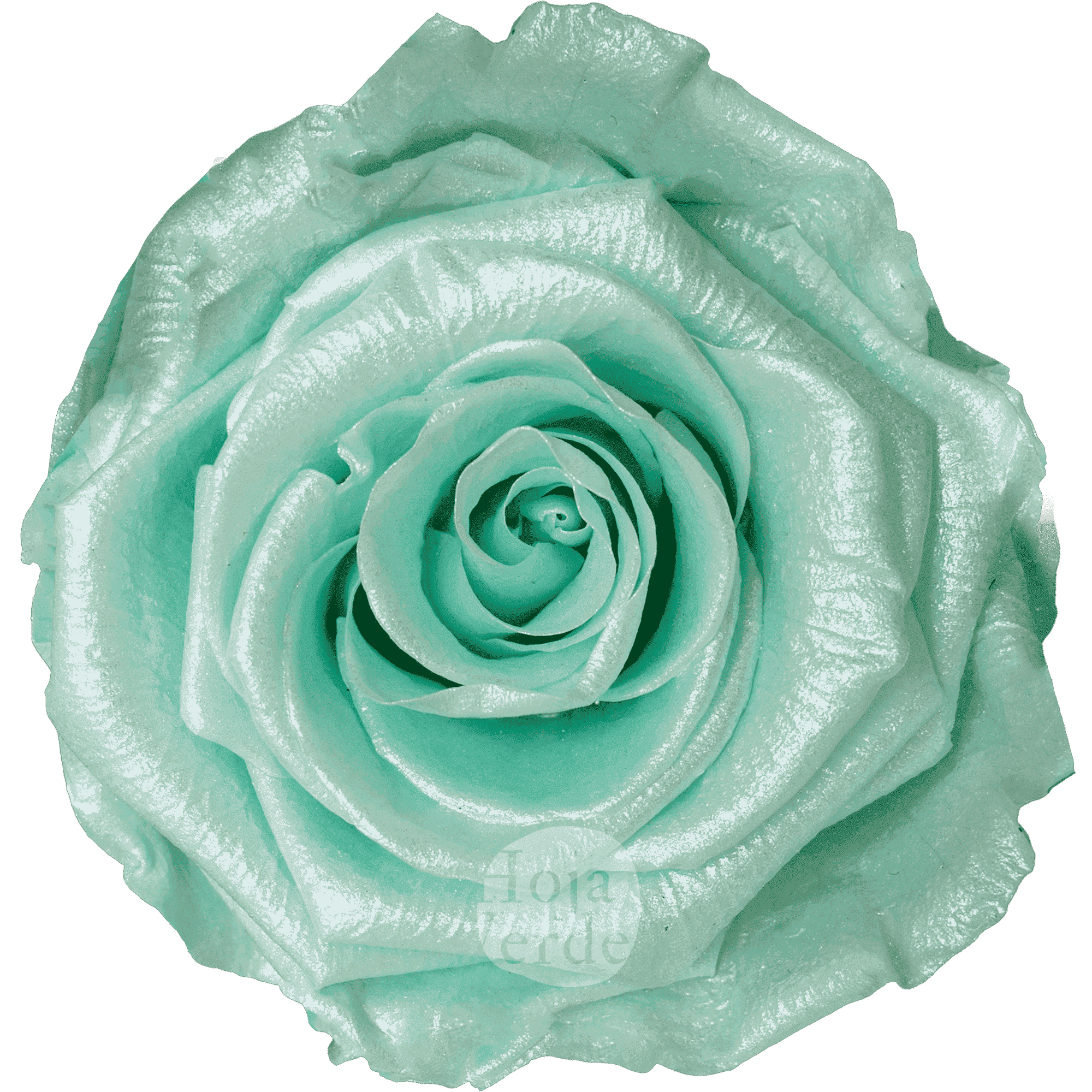 Mint Glow - Hoja Verde | A remarkable focus that lasts