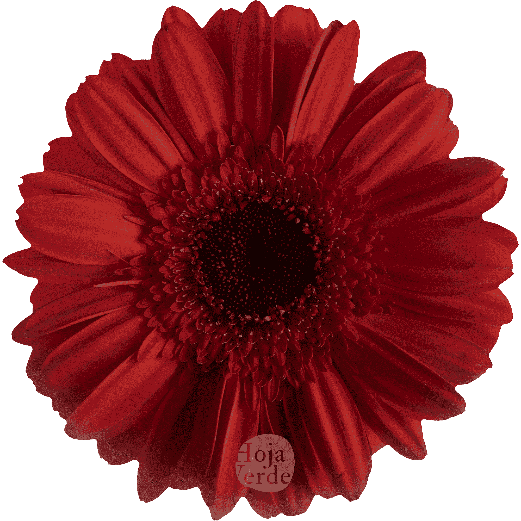 Toro Roso - Hoja Verde | A remarkable focus that lasts