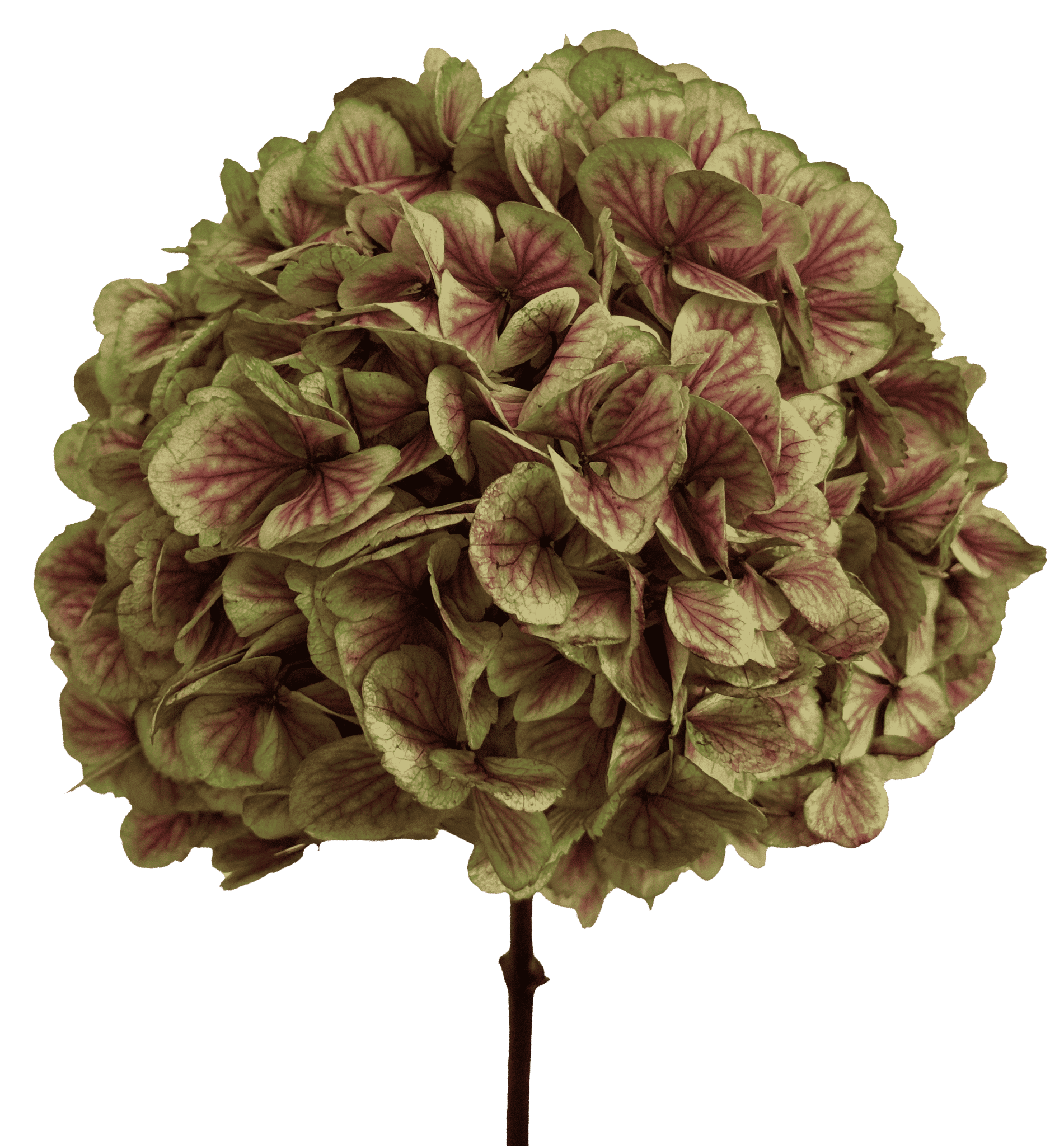 Hydrangea Green Antique - Hoja Verde | A remarkable focus that lasts