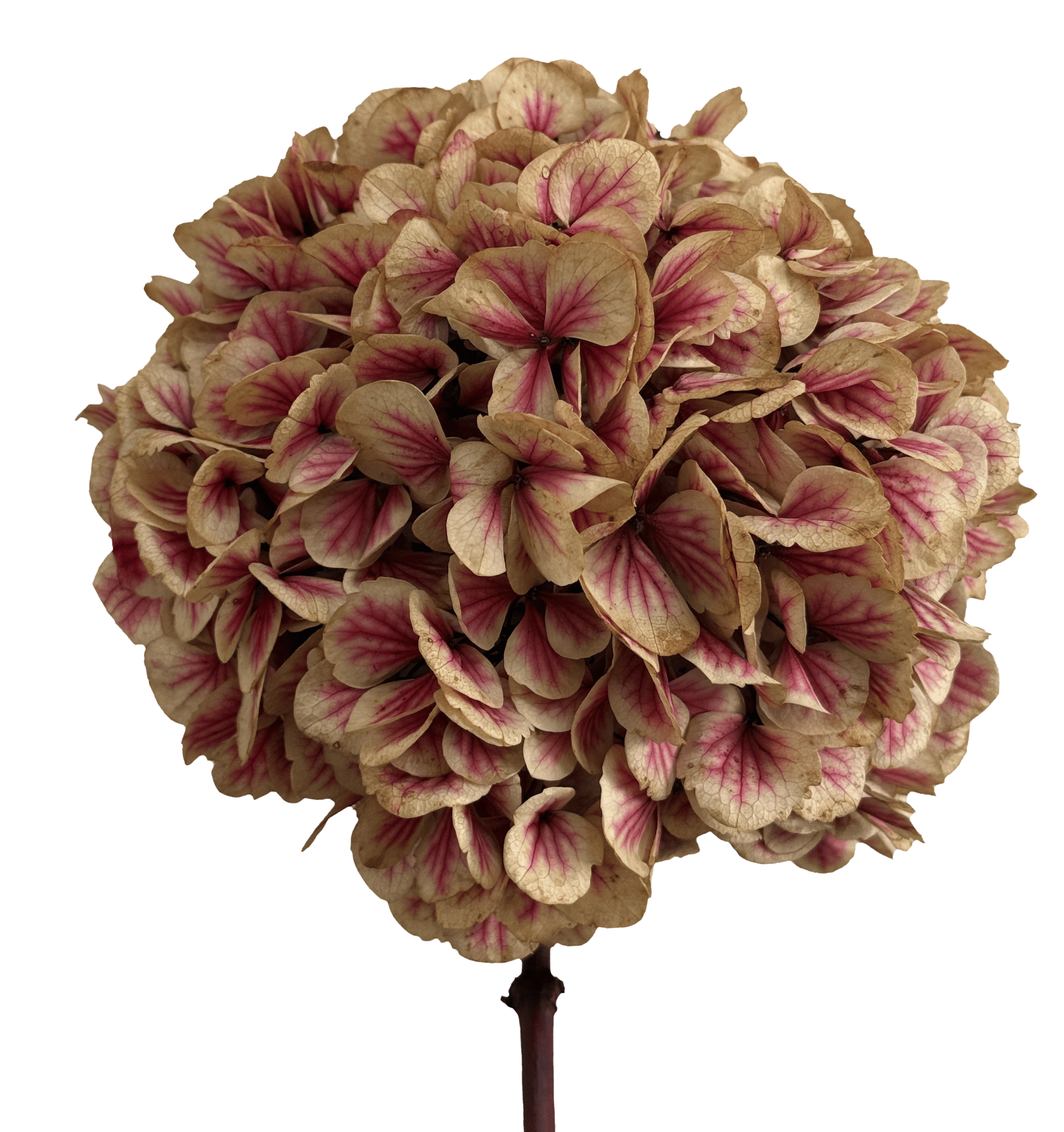 Hydrangea Red Antique - Hoja Verde | A remarkable focus that lasts